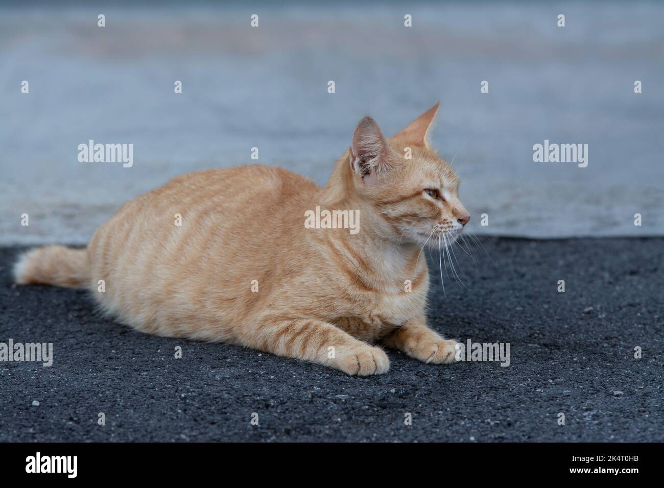 outdoor activity of stray cats Stock Photo - Alamy