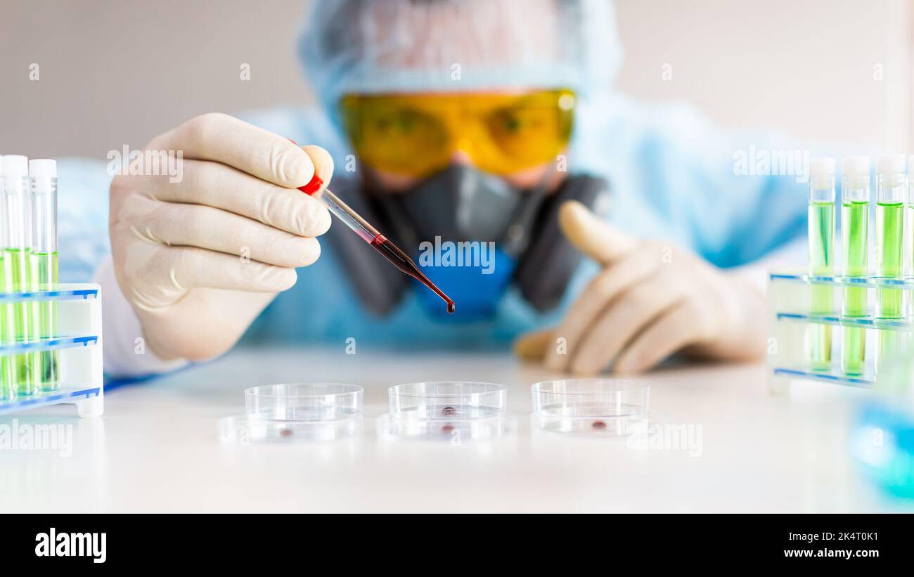 Researcher dripping a blood sample in a Petri dish. A researcher in a ...