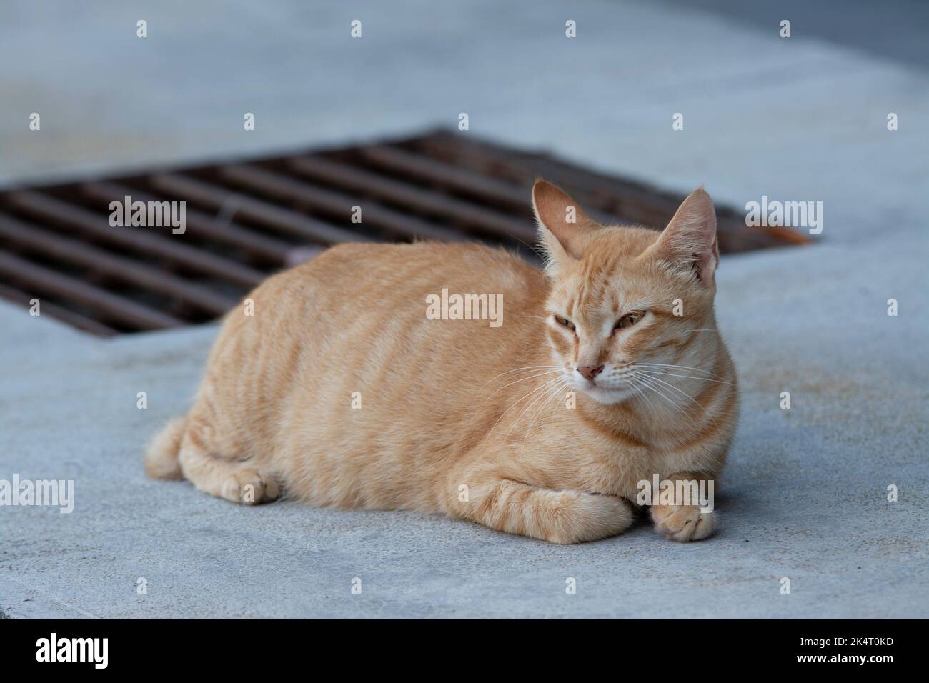outdoor activity of stray cats Stock Photo - Alamy