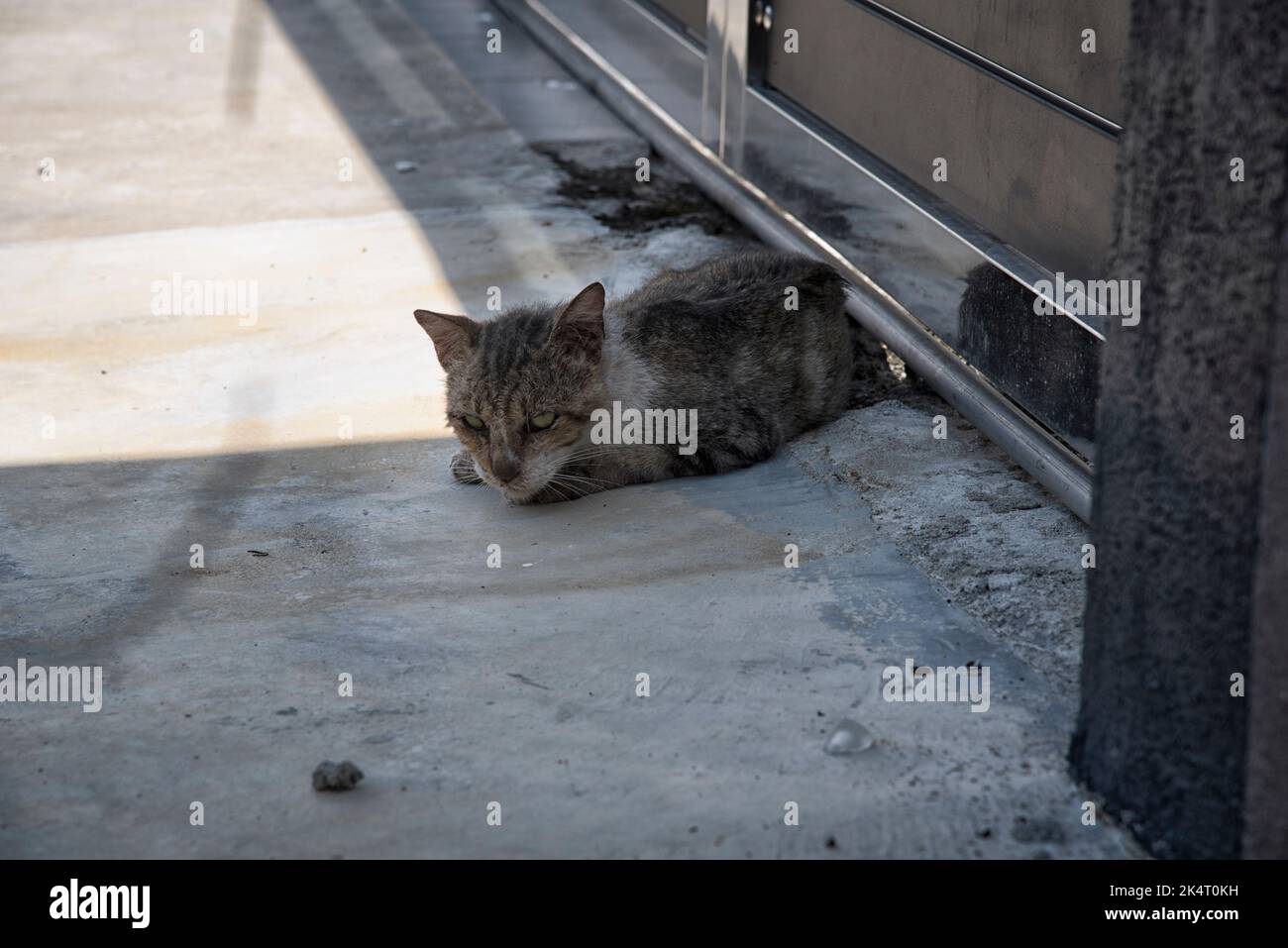 outdoor activity of stray cats Stock Photo - Alamy