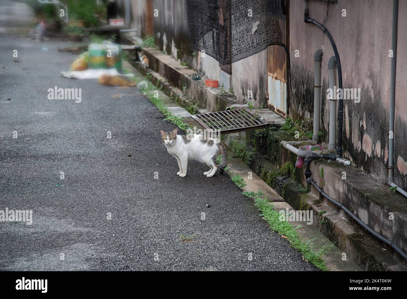 outdoor activity of stray cats Stock Photo - Alamy
