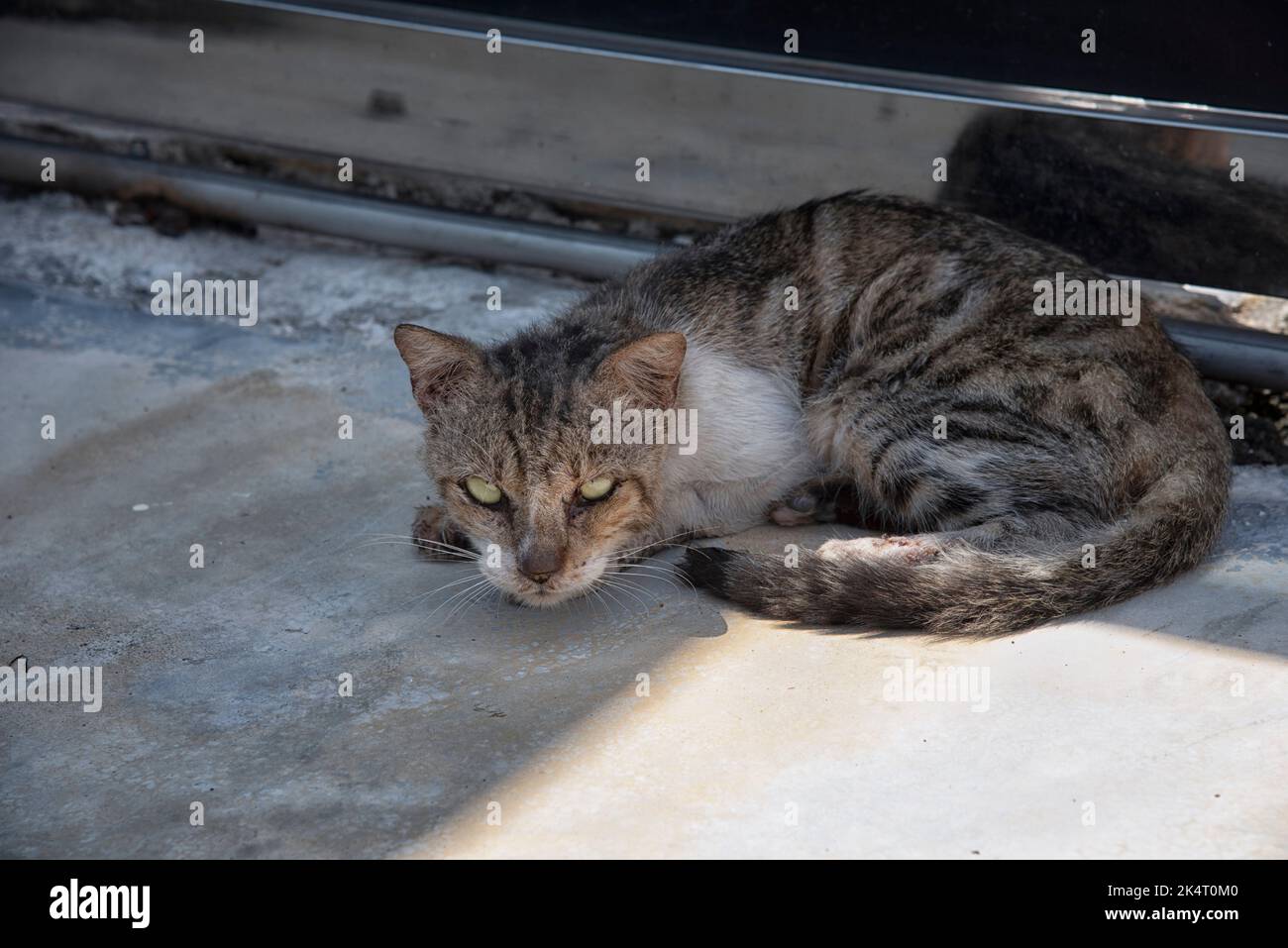 outdoor activity of stray cats Stock Photo - Alamy