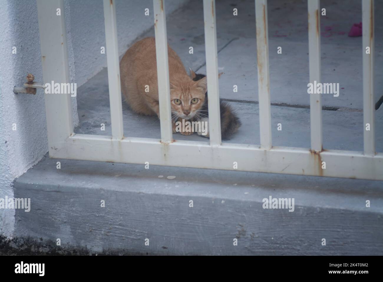 outdoor activity of stray cats Stock Photo - Alamy