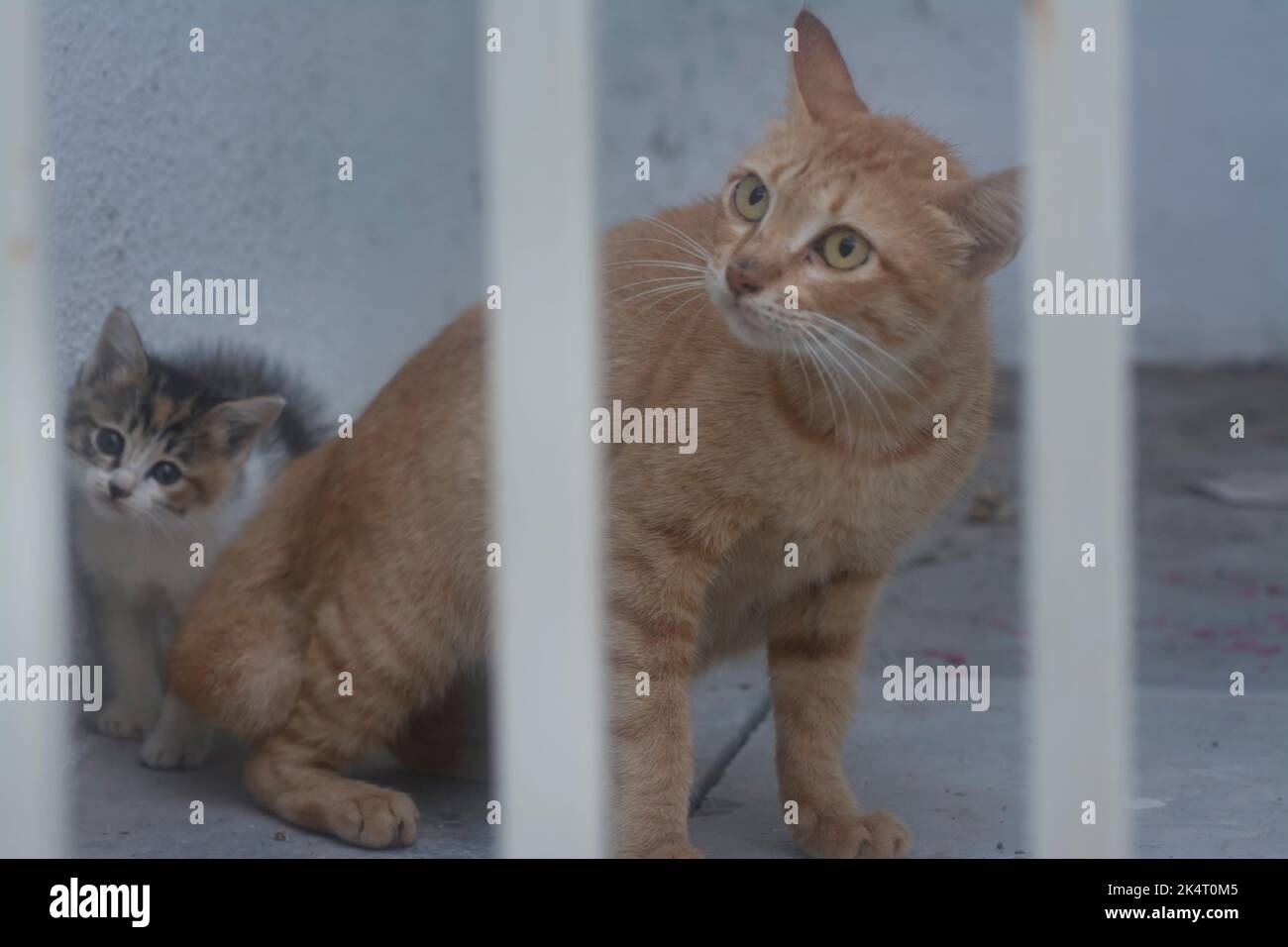 outdoor activity of stray cats Stock Photo - Alamy