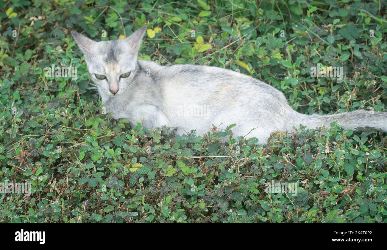 outdoor activity of stray cats Stock Photo - Alamy