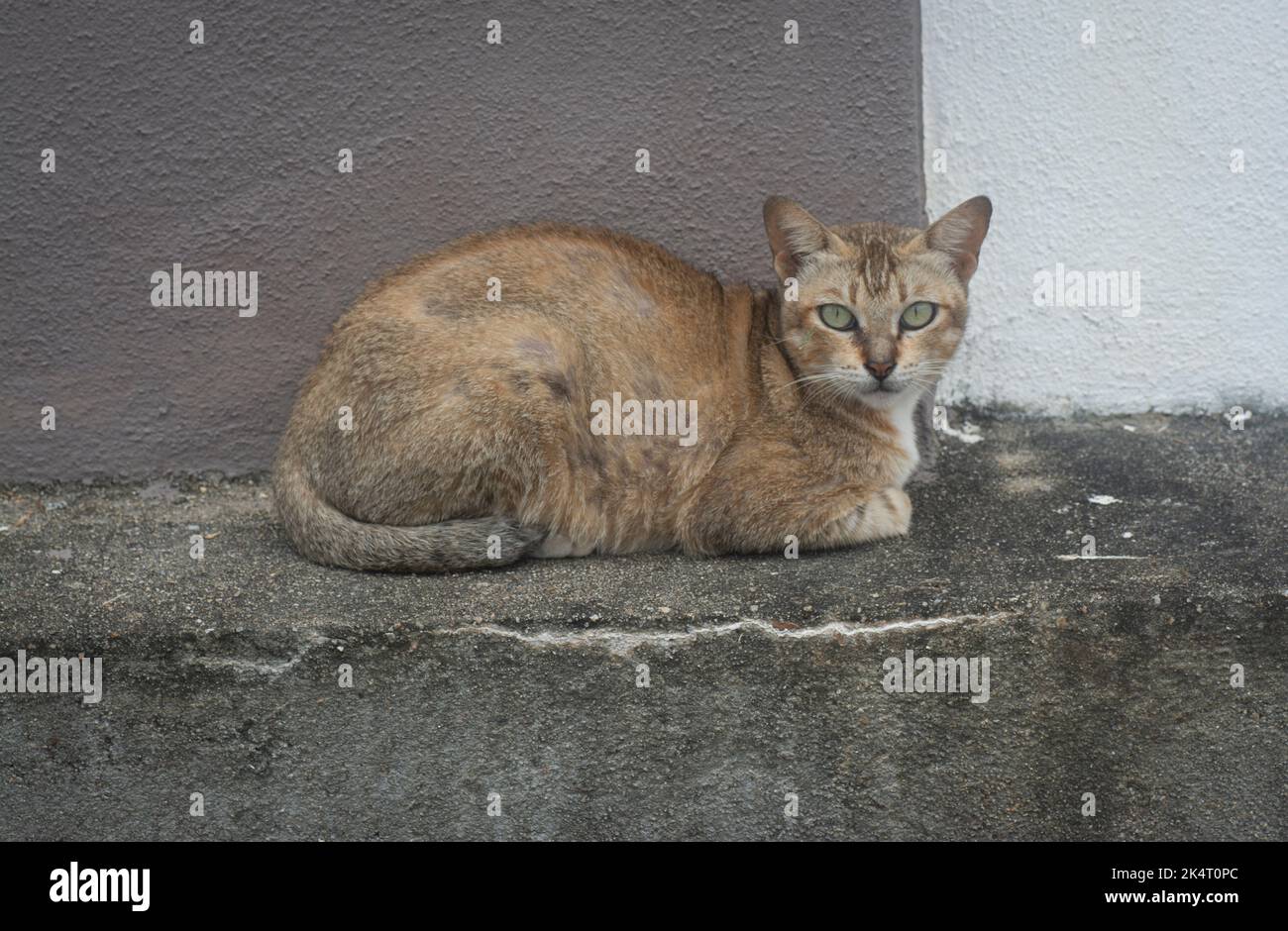 outdoor activity of stray cats Stock Photo - Alamy