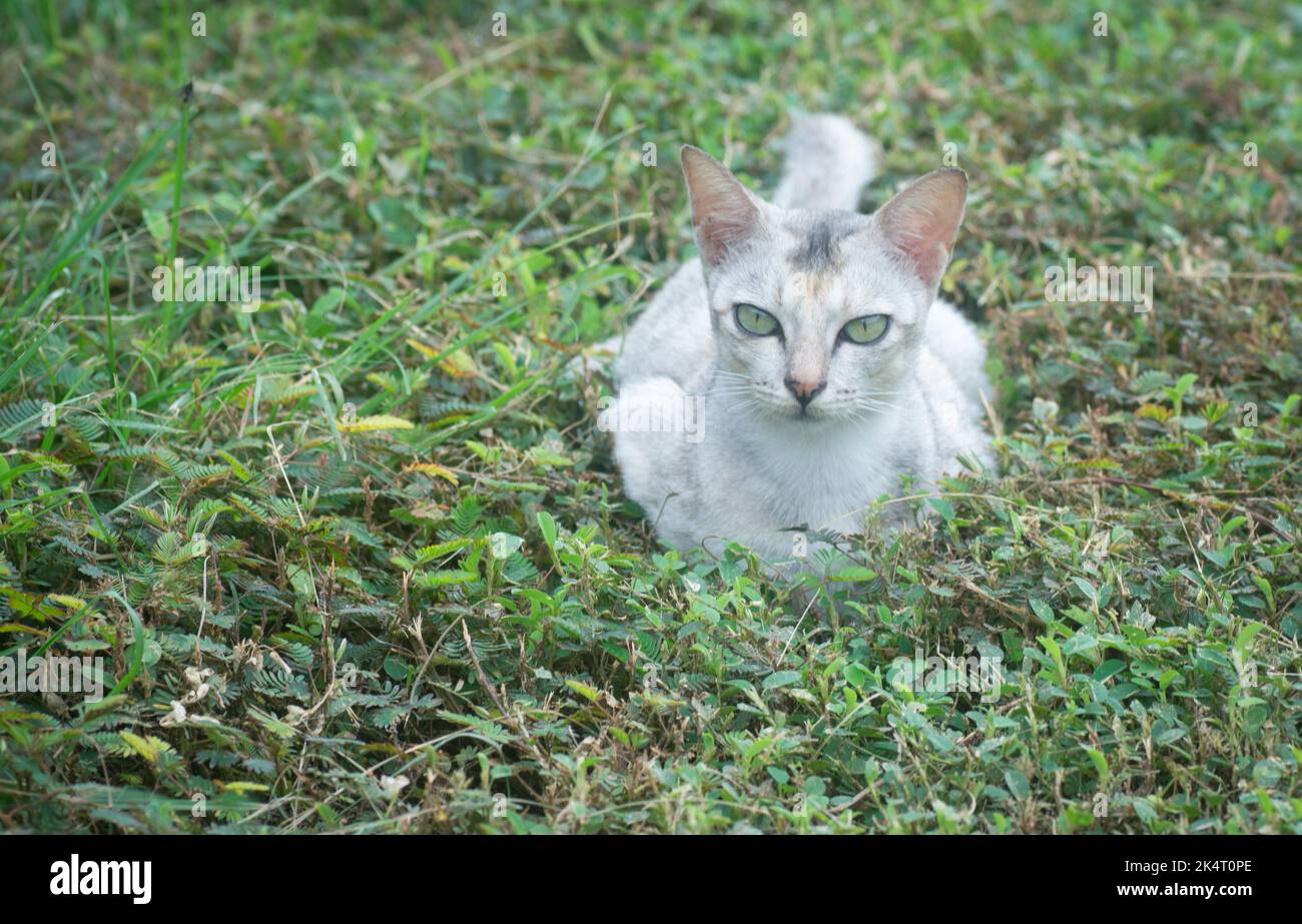outdoor activity of stray cats Stock Photo - Alamy