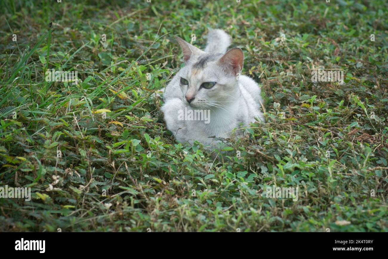 outdoor activity of stray cats Stock Photo - Alamy