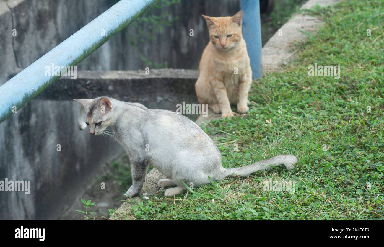 outdoor activity of stray cats Stock Photo - Alamy