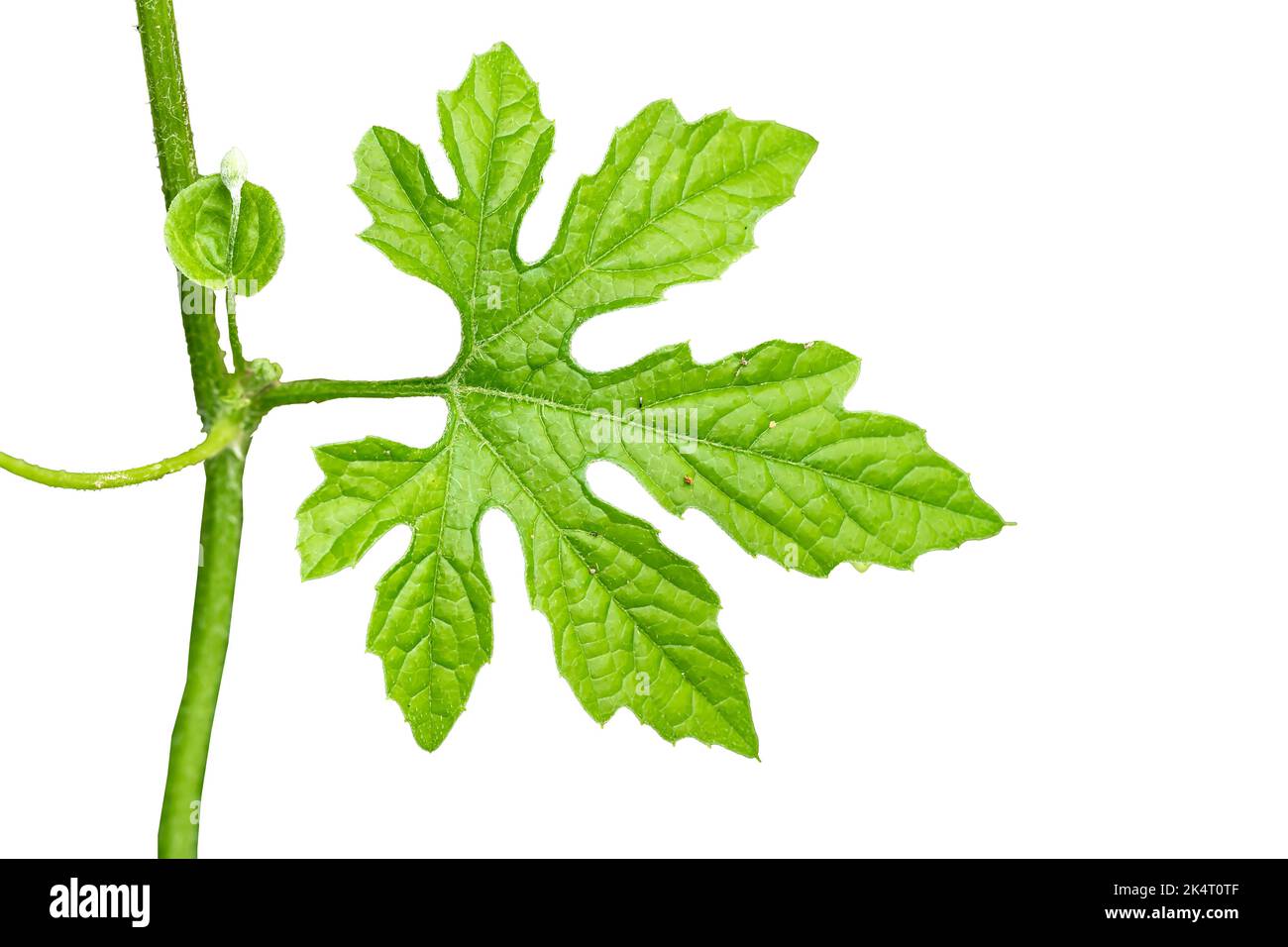 A sprig of bitter melon leaf in the shape of a green finger, isolated ...