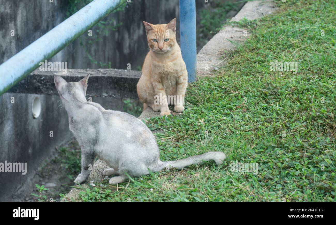 outdoor activity of stray cats Stock Photo - Alamy