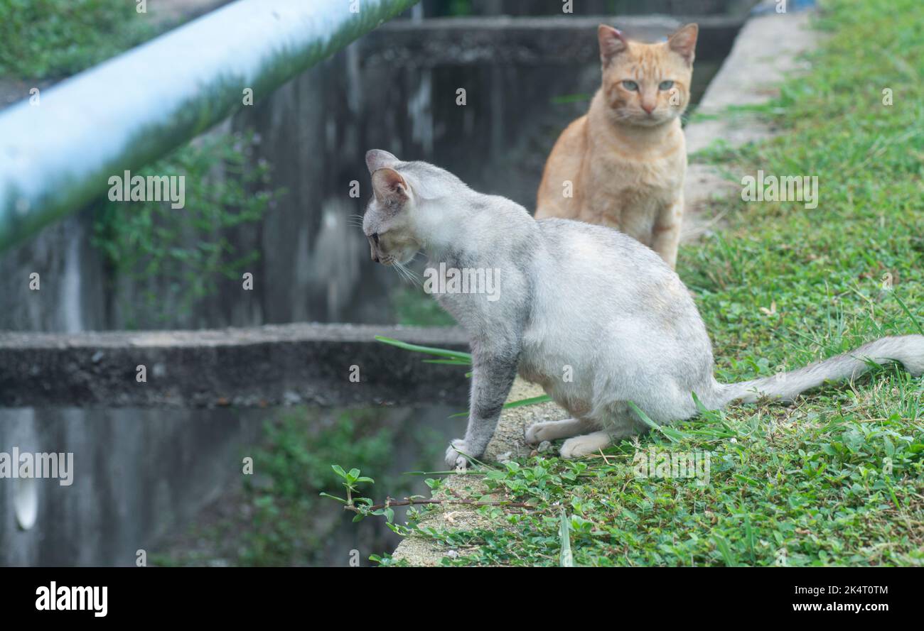 outdoor activity of stray cats Stock Photo - Alamy