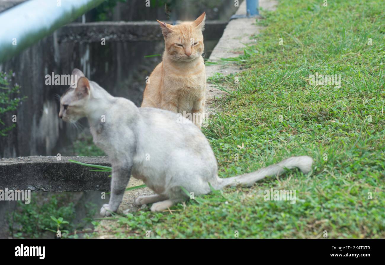outdoor activity of stray cats Stock Photo - Alamy