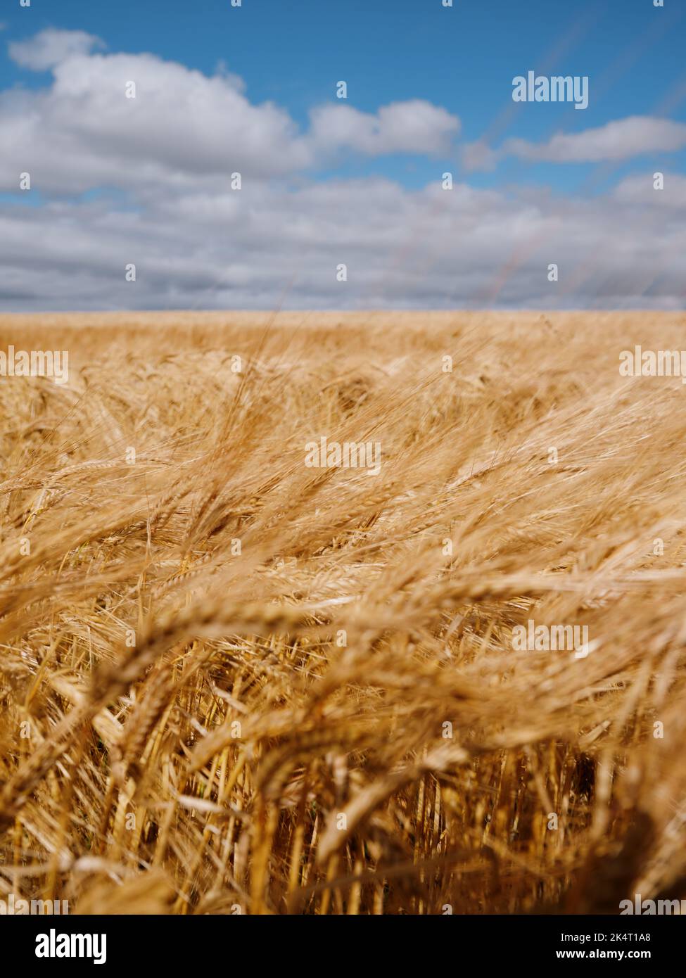 A summer field of golden crops ready for harvest - arable agriculture ...
