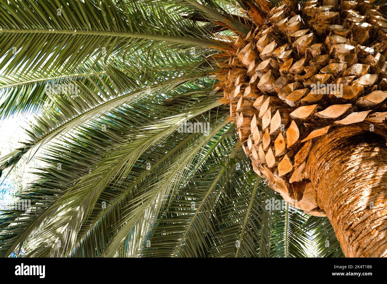 Palm tree close up of trunk and leaves. Perfect summer holiday tropical ...