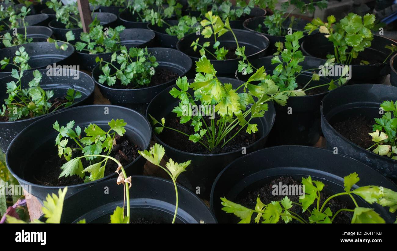 Coriander growing in pots hi-res stock photography and images - Alamy