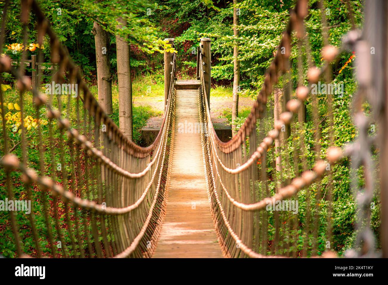 A rope suspension bridge surrounded by green vegetation. Sauerland ...