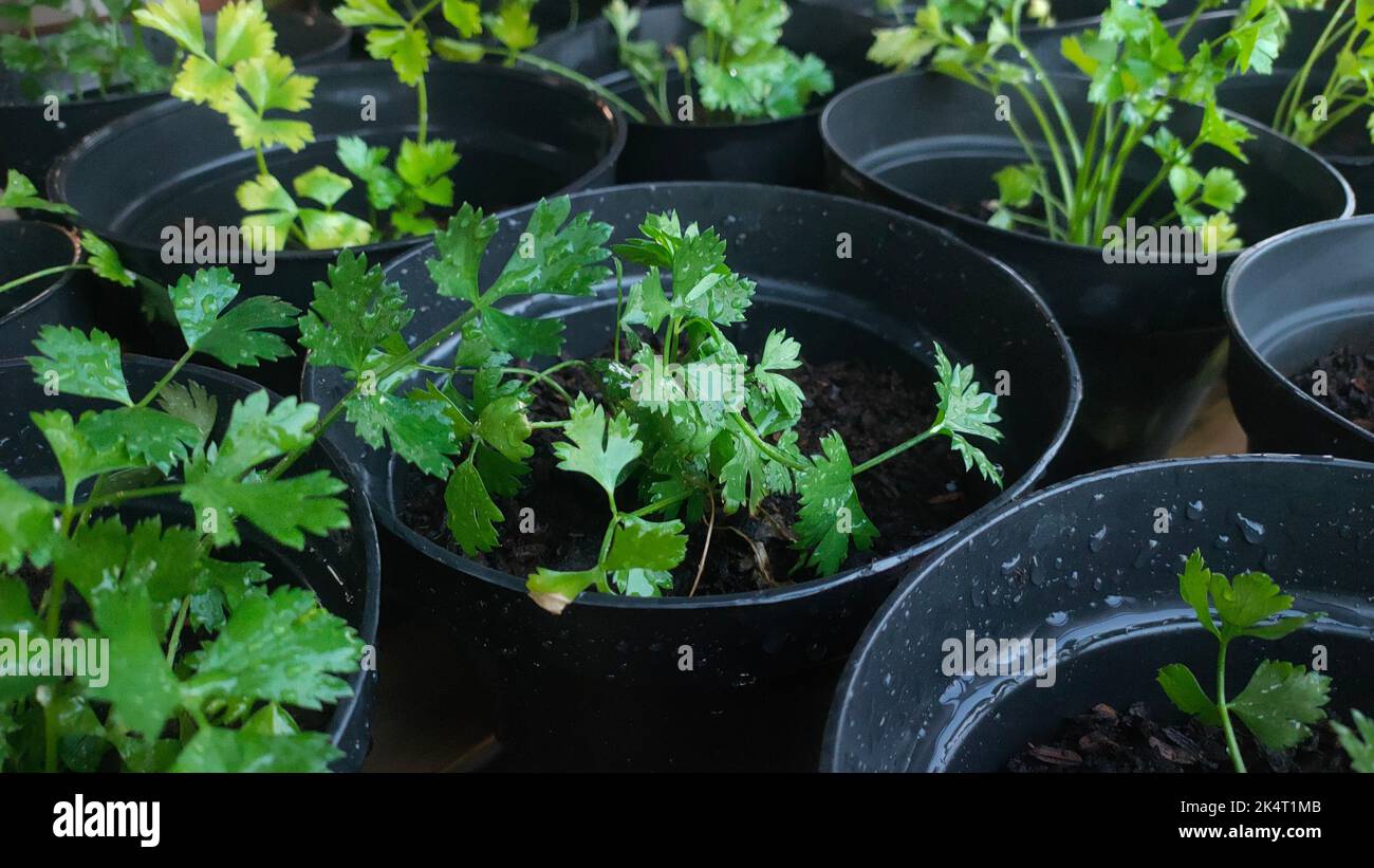 Coriander growing in pots hi-res stock photography and images - Alamy
