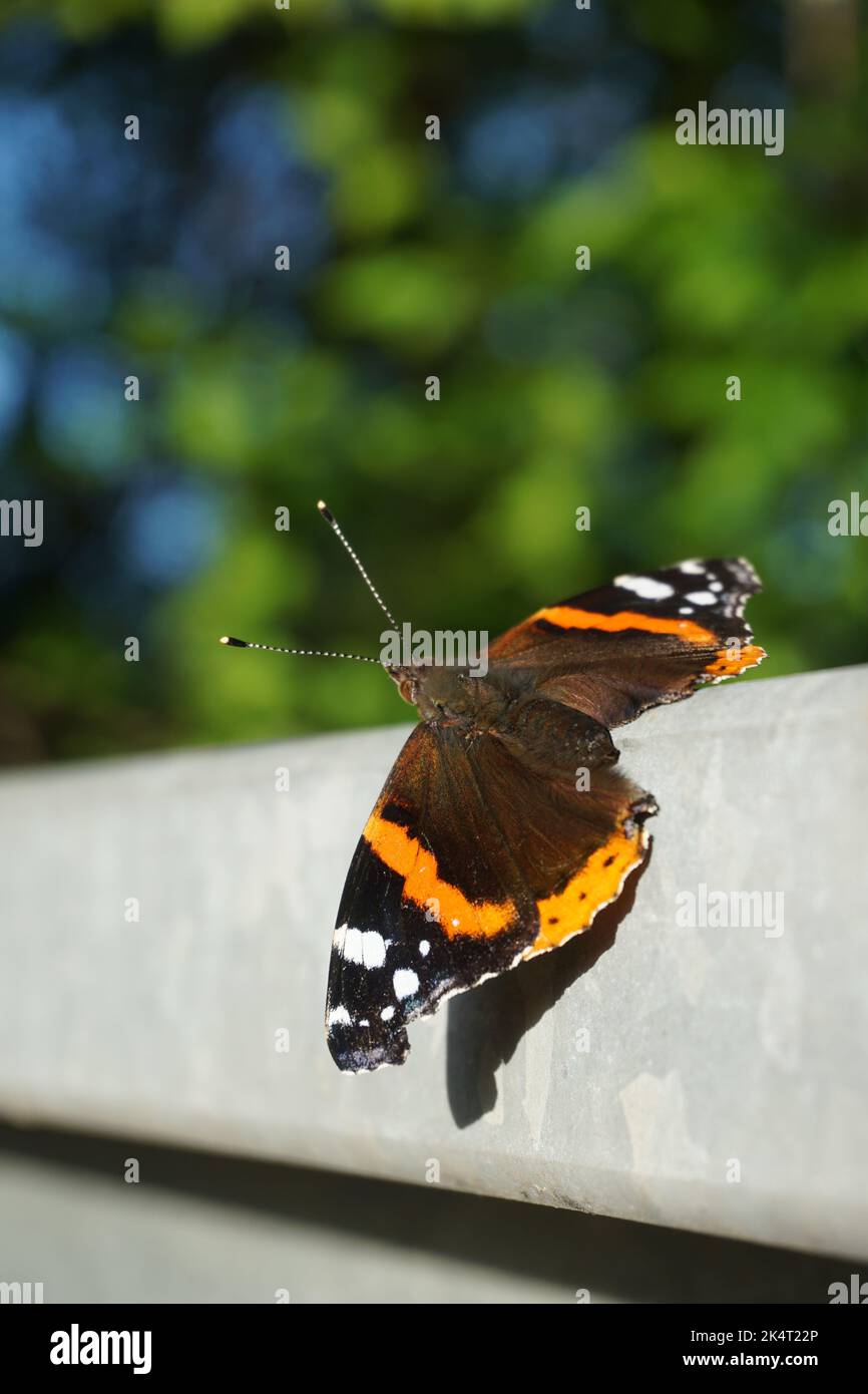 Small monarch butterfly closeup Stock Photo - Alamy