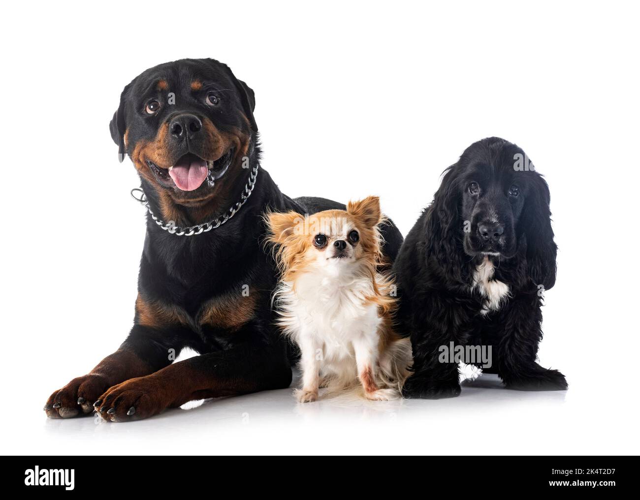 English Cocker Spaniel, chihuahua and rottweiler in front of white ...
