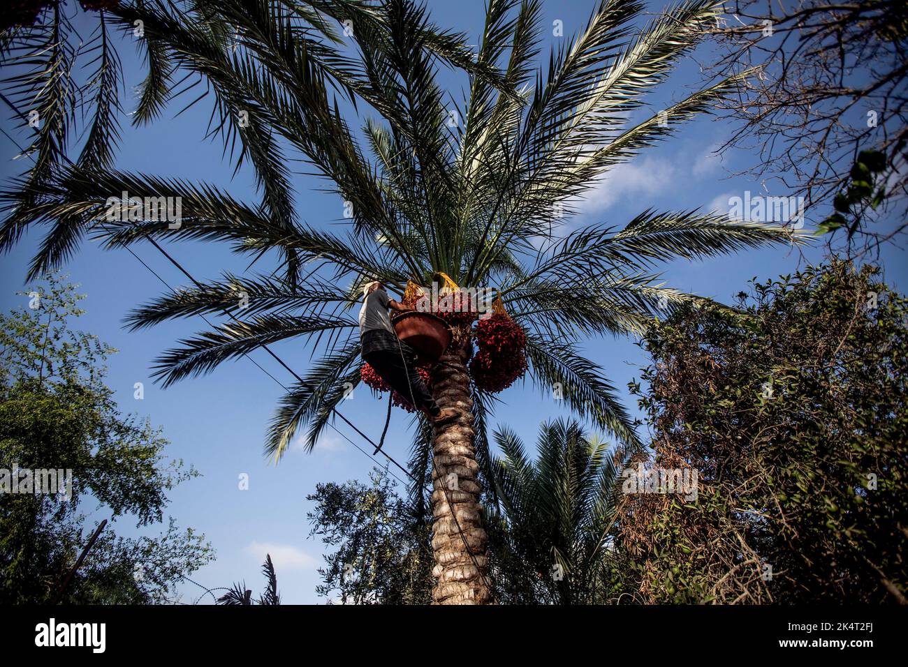 Khan Yunis, Gaza Strip, Palestine. 3rd Oct, 2022. Khan Yunis, Gaza ...