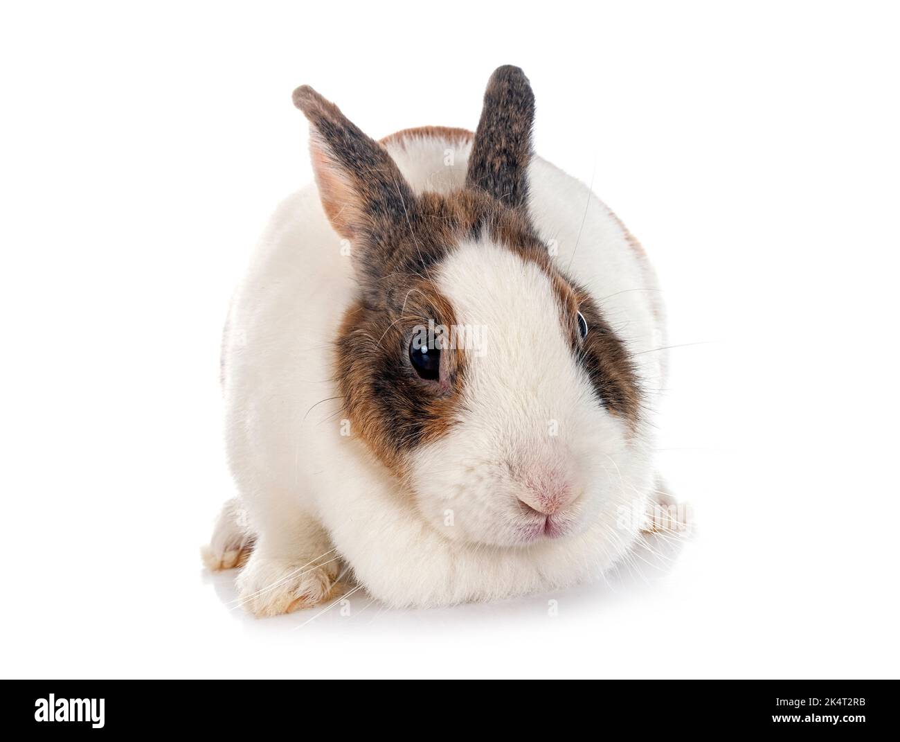 rex rabbit in front of white background Stock Photo - Alamy