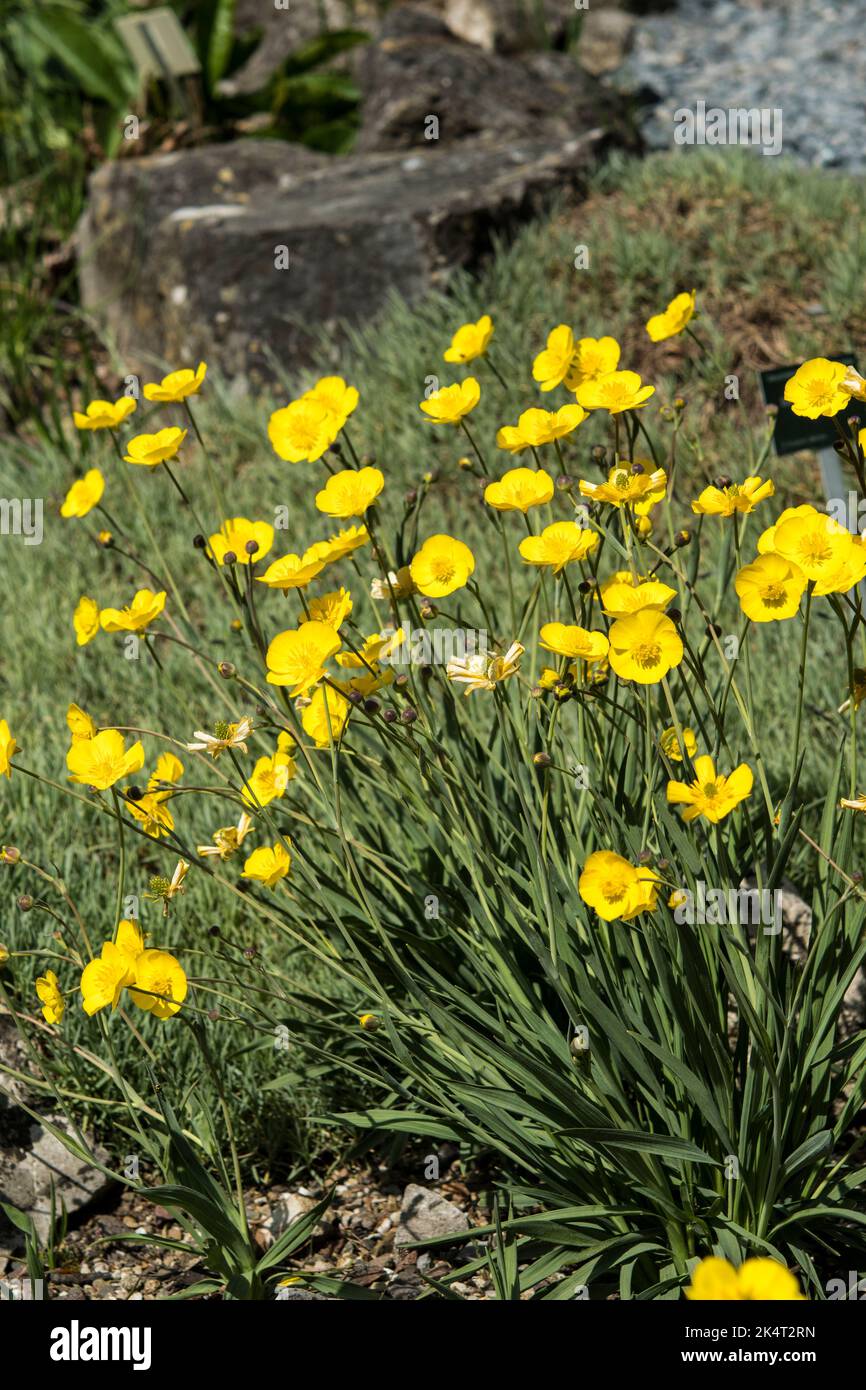 Ranunculus gramineus hi-res stock photography and images - Alamy