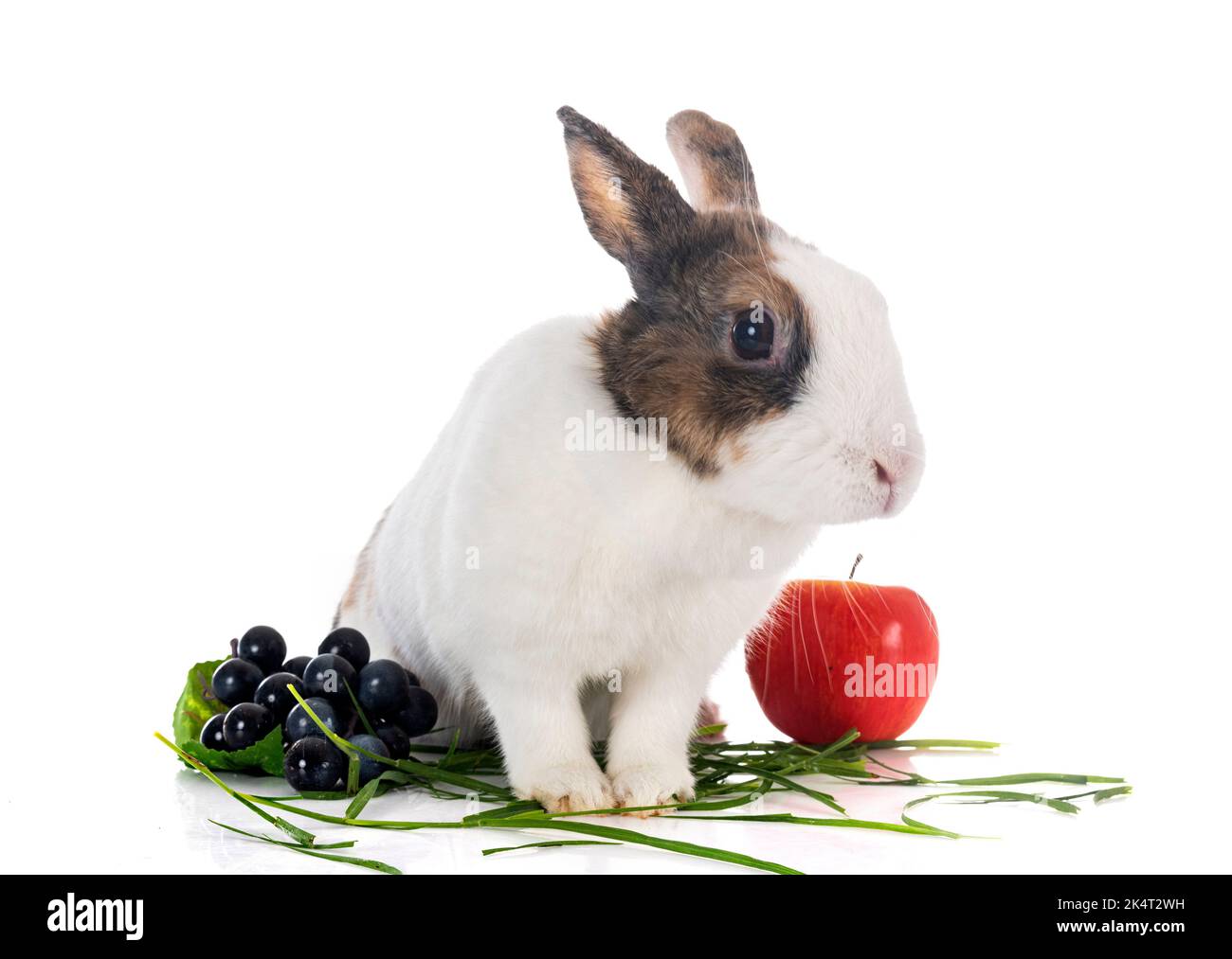 rex rabbit in front of white background Stock Photo - Alamy