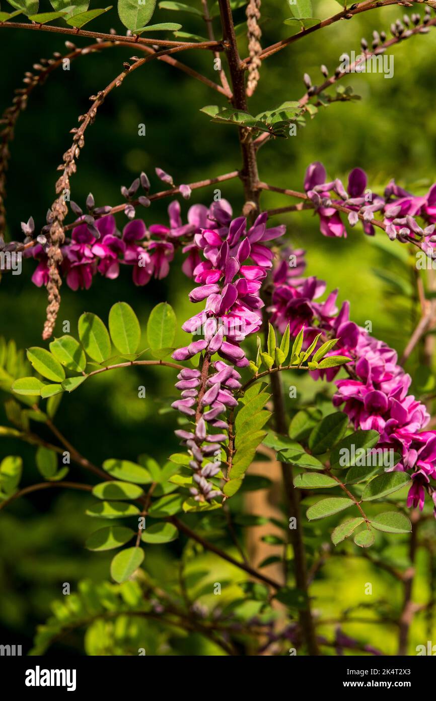 Indigofera pendula hi-res stock photography and images - Alamy