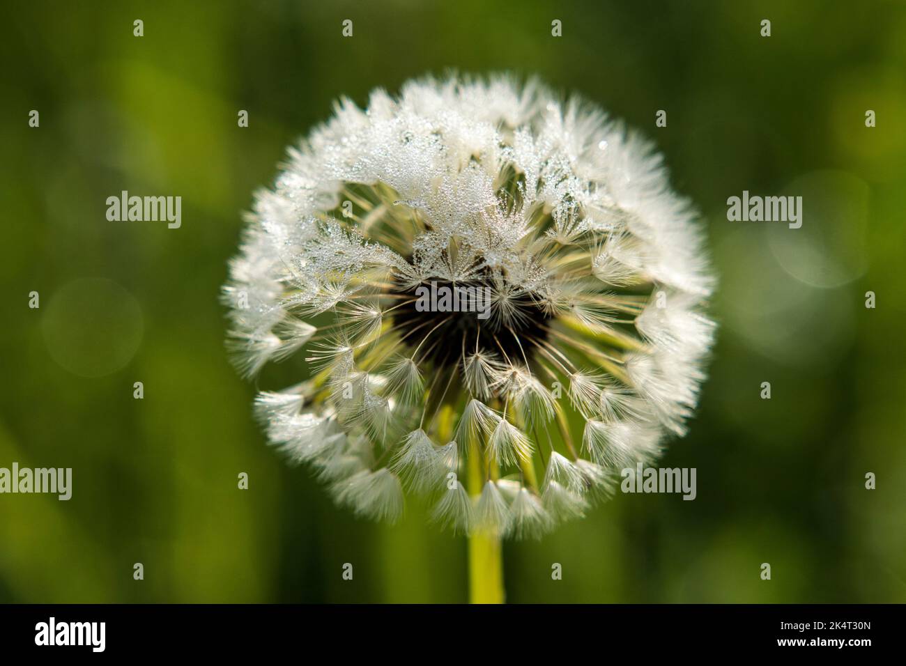 Seed head of Taraxacum Stock Photo - Alamy