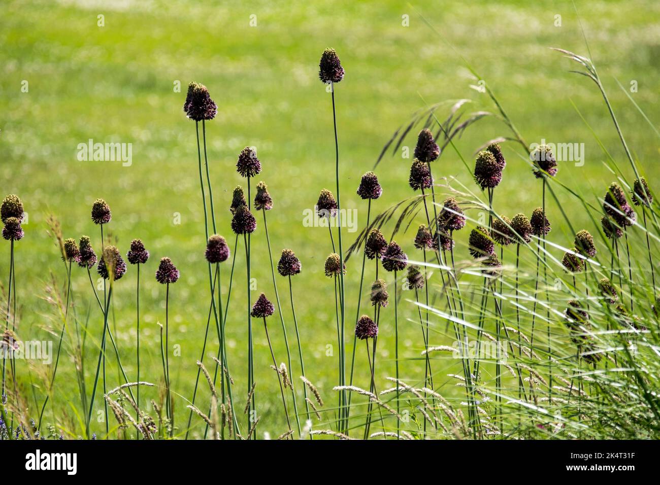 Allium Forelock