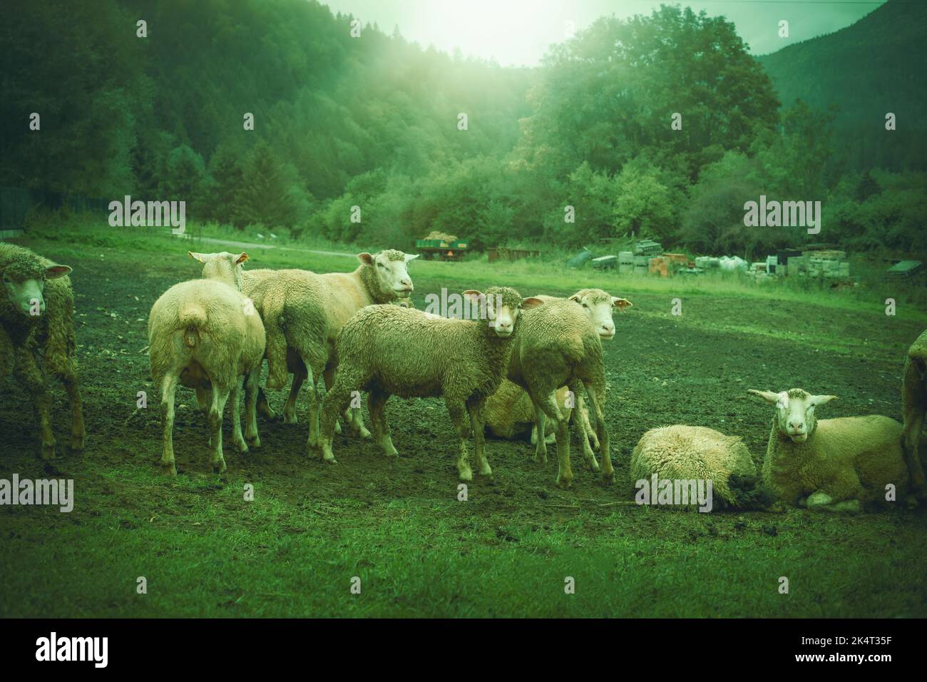 Flock of sheep grazing on the green meadow. High quality photo Stock ...