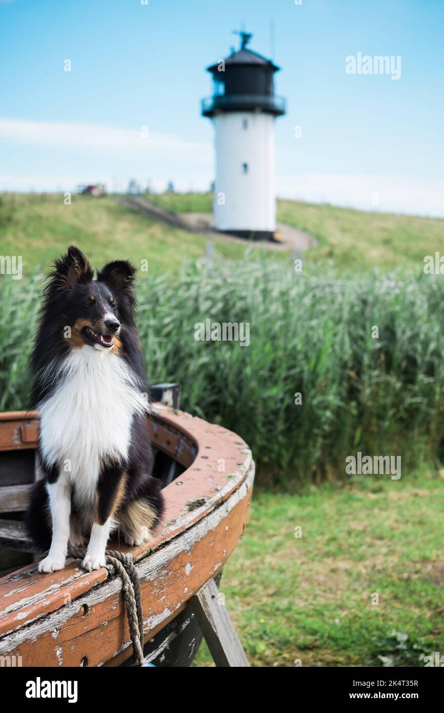 A shetland sheepdog sitting on a boat in front of a white lighthouse ...