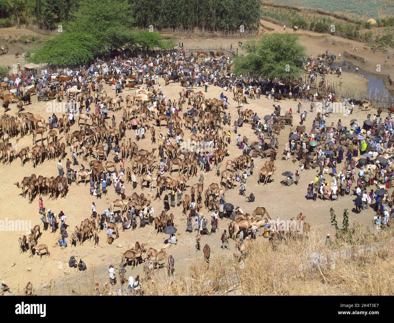 The local market near Kombolcha city in Ethiopia Stock Photo - Alamy