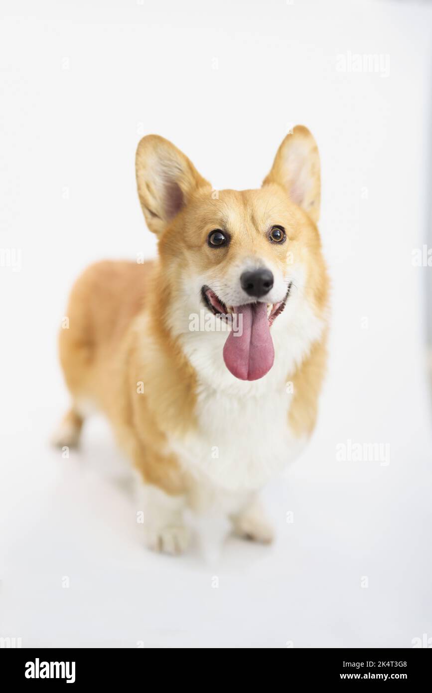 Close up cute yellow corgi hi-res stock photography and images - Alamy