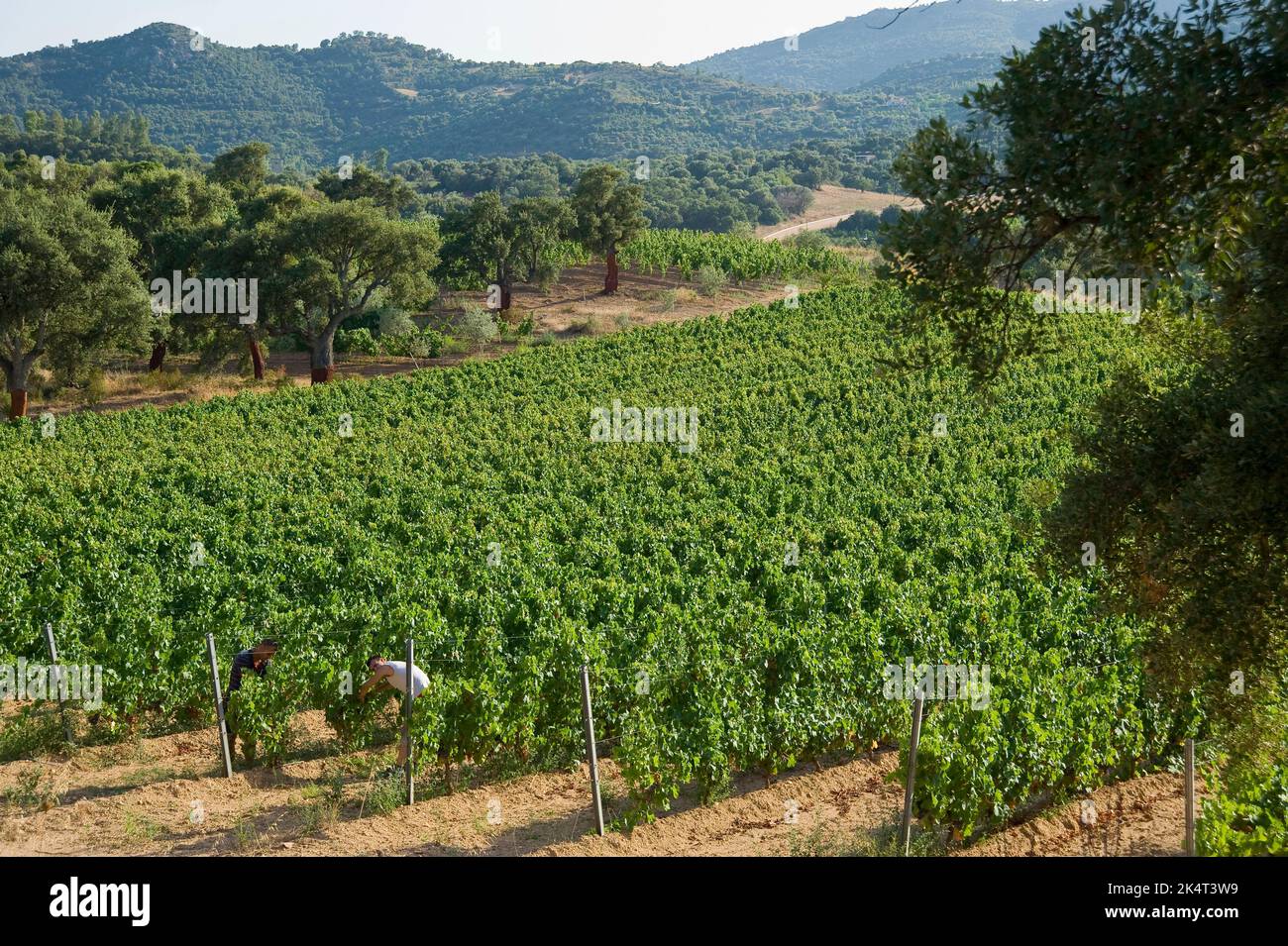 Wine Harvesting, Winery Vigna De'Luceri, Loceri, Ogliastra, Sardinia ...