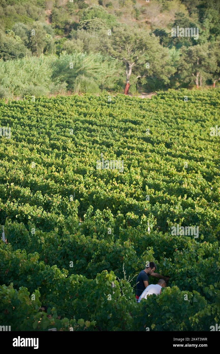 Wine Harvesting, Winery Vigna De'Luceri, Loceri, Ogliastra, Sardinia ...