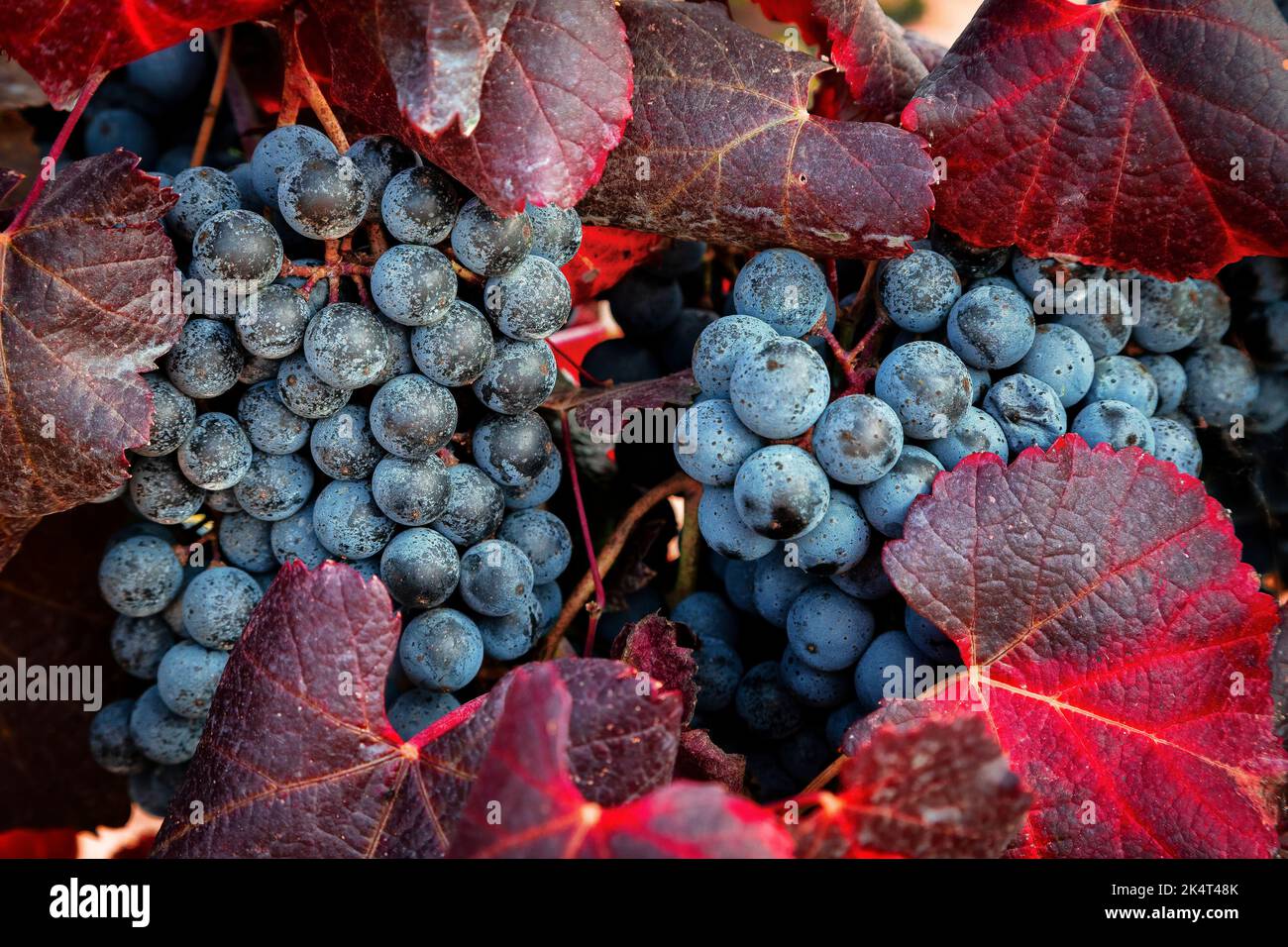 Autumn landscape in Castelvetro di Modena, Emilia Romagna, Italia Stock ...