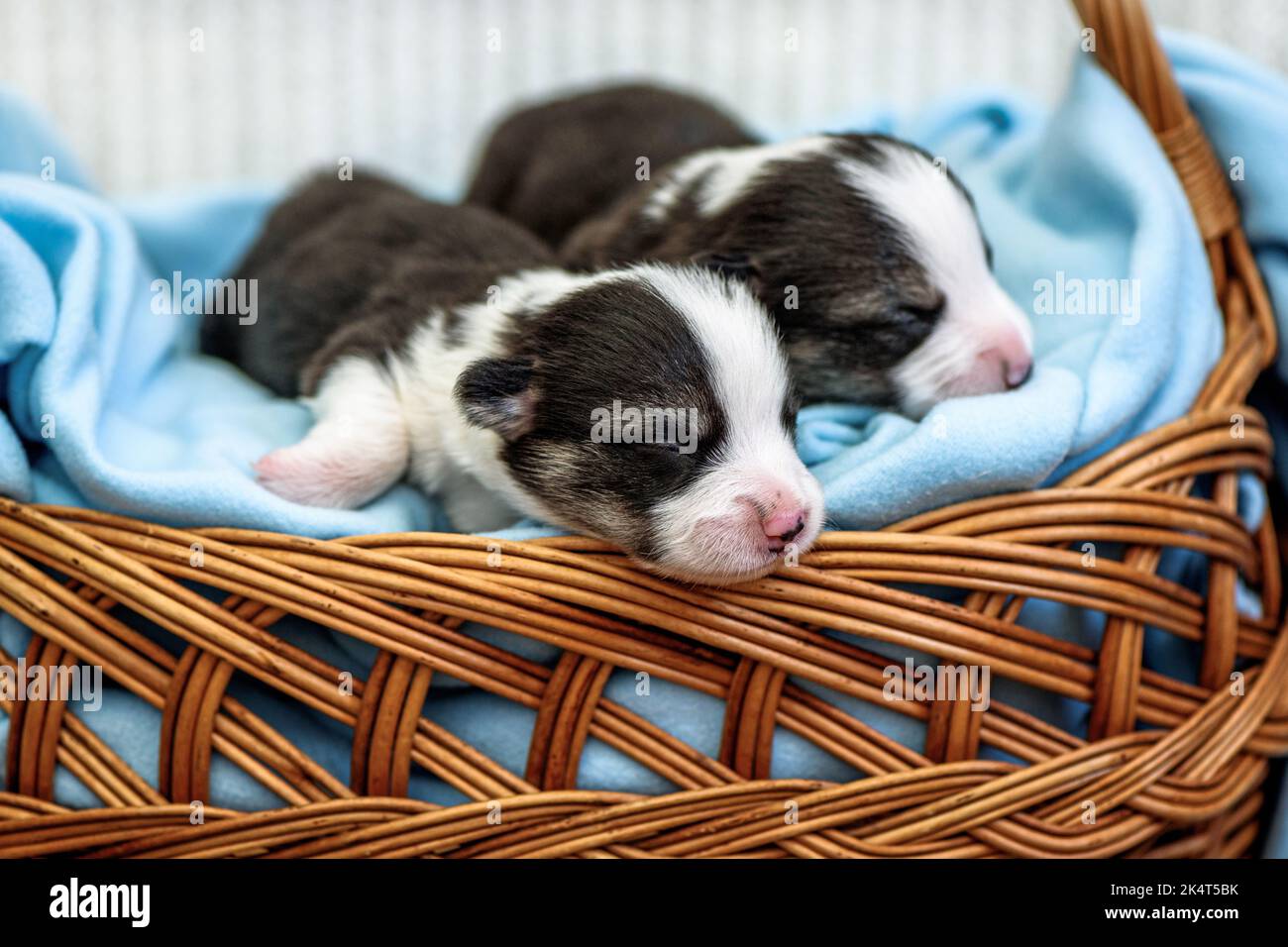 Sweet Pembroke Welsh Corgi puppies rest on blue blanket in basket Stock ...