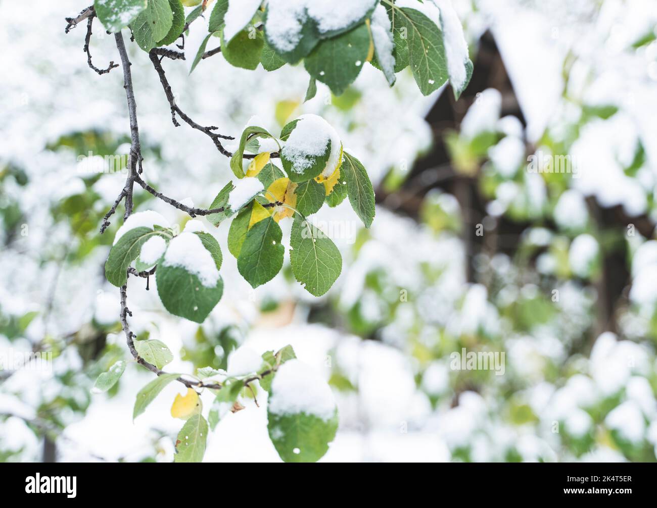 First early snow hi-res stock photography and images - Alamy