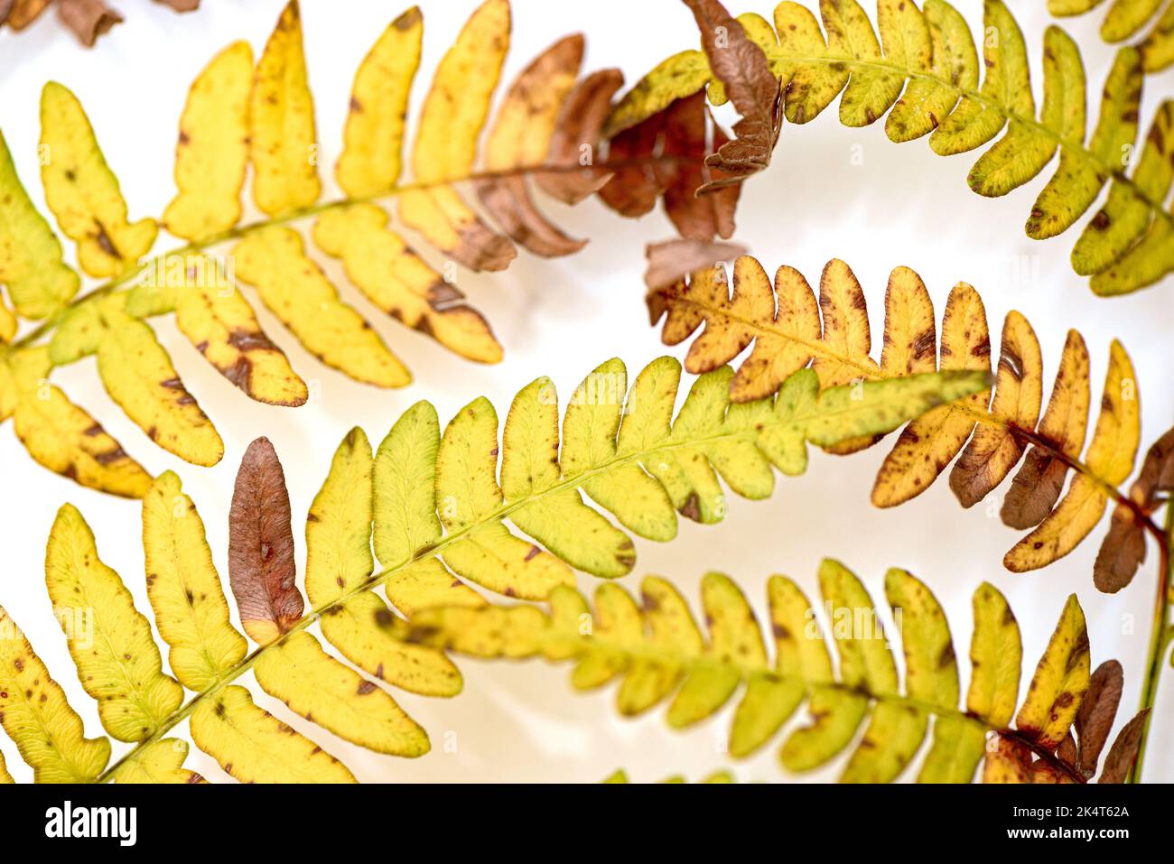Brown and yellow leaves from fern bush on white background Stock Photo ...
