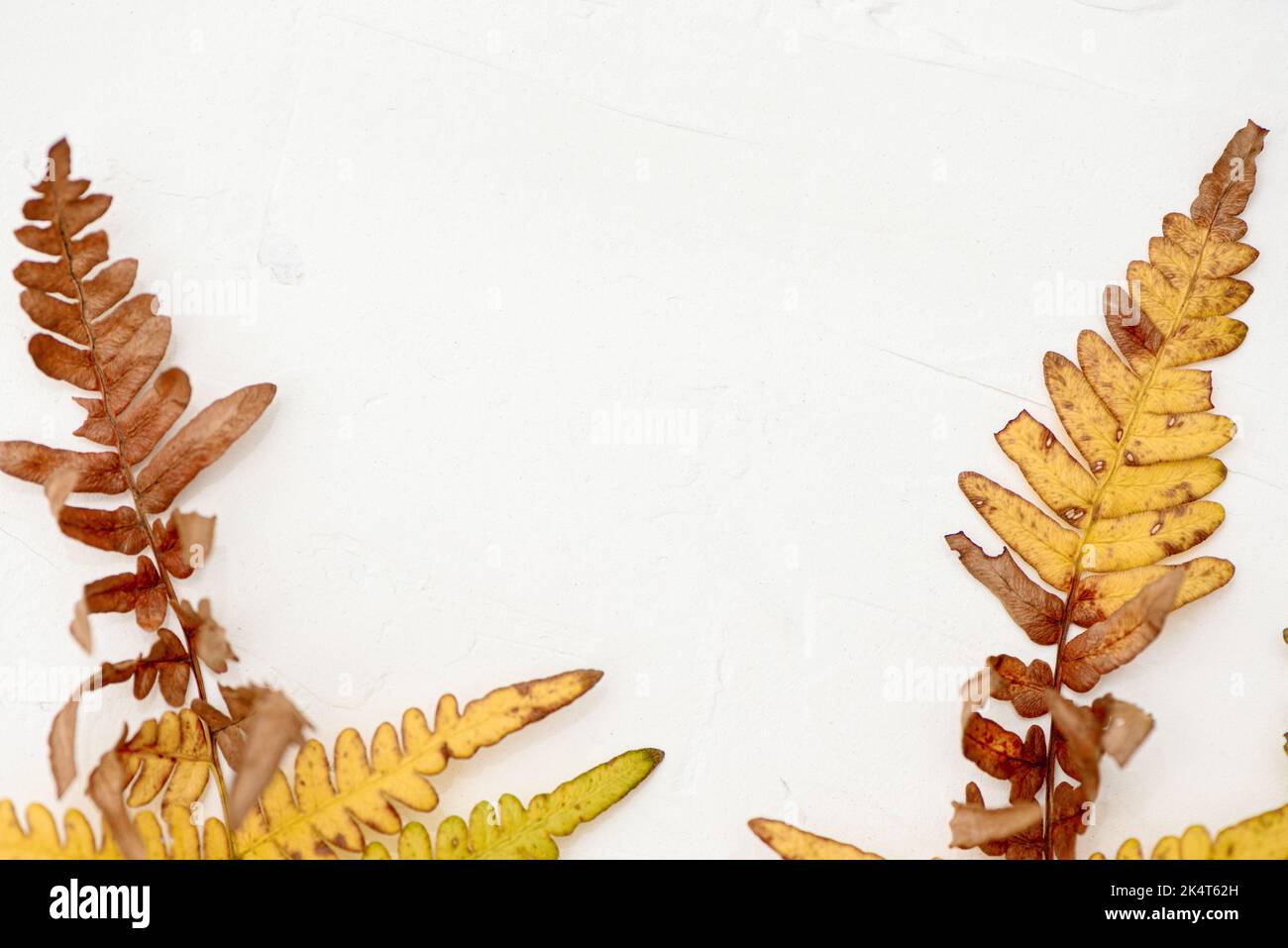 Dried yellowed autumn fern leaves put on white background Stock Photo ...