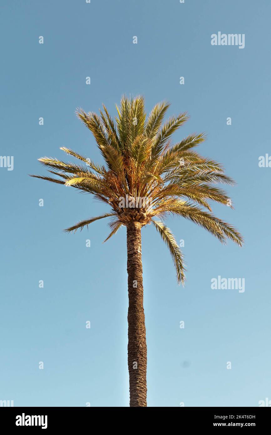 Palm tree un Peñiscolas beach. Shoot in a sunny day Stock Photo - Alamy