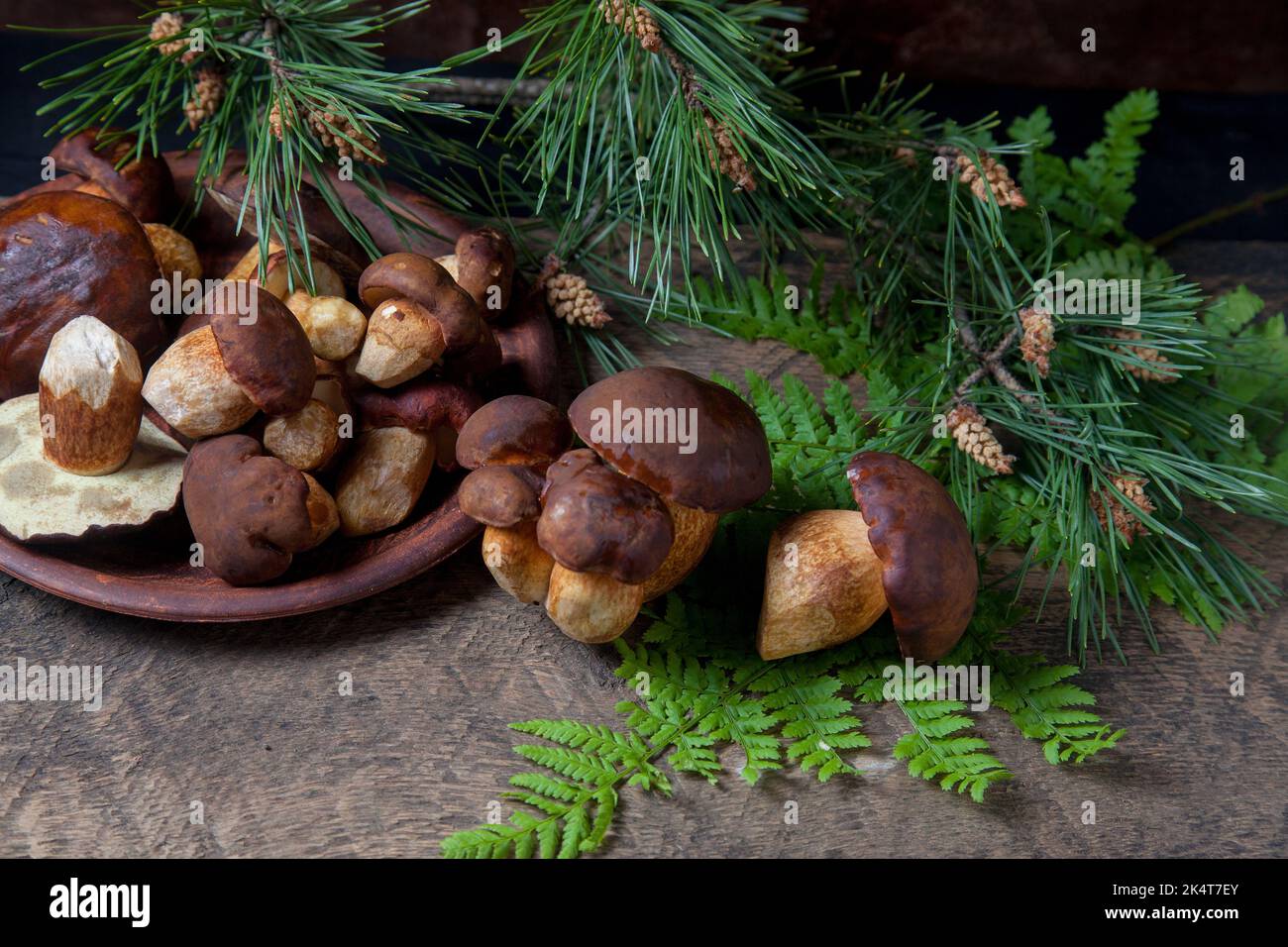 Autumn composition of boletus badius, imleria badia or bay bolete ...