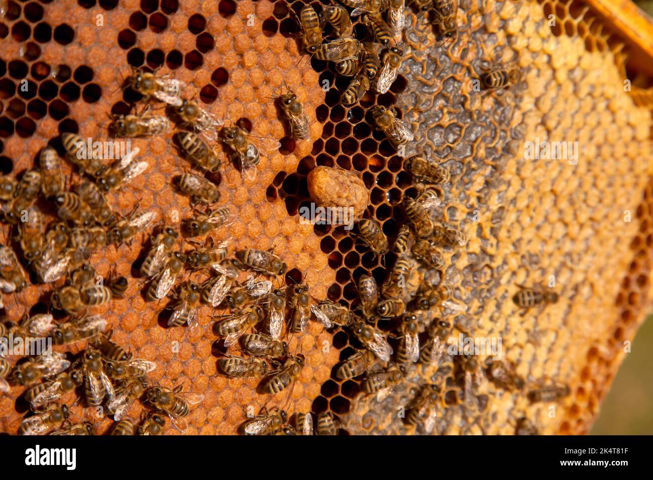 Frames of a beehive. Close up view of big cell with young bee queen ...