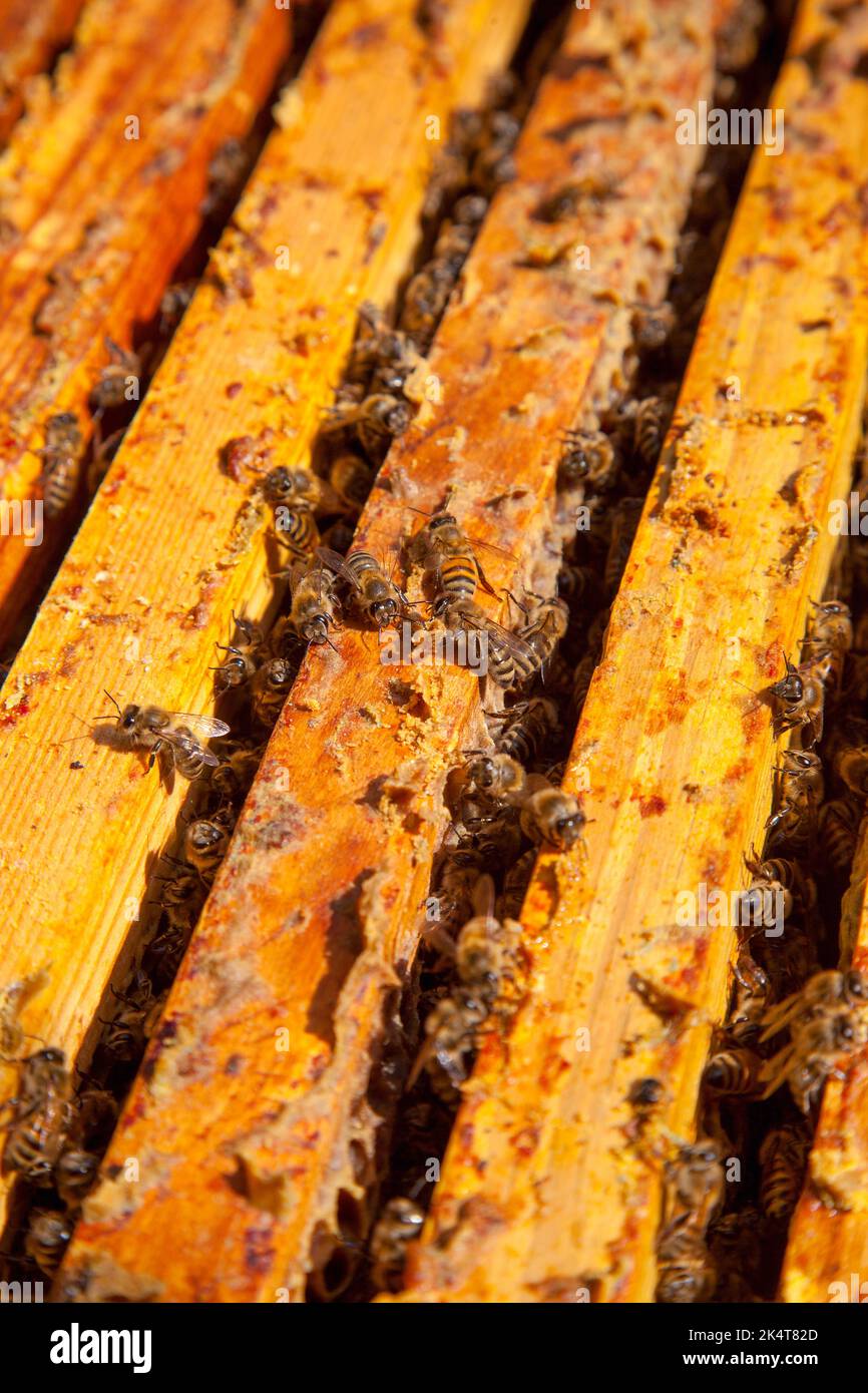 Frames of a beehive. Close up view of the opened hive body showing the ...