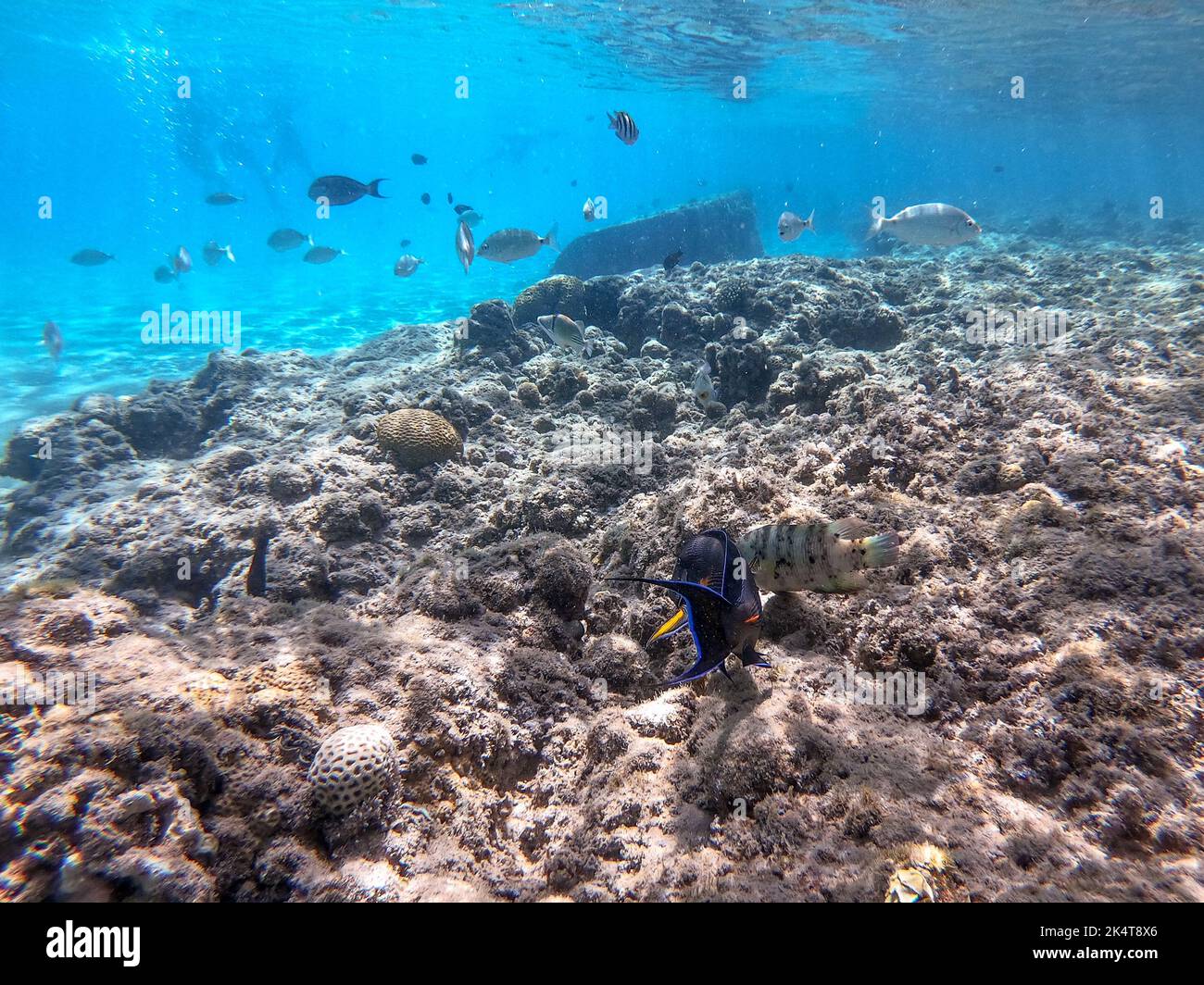 Colorful tropical fish Sohal Surgeon fish (Acanthurus Sohal) tang ...