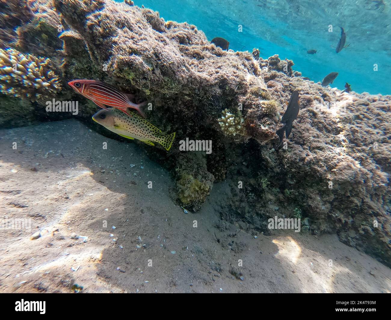 Close up view of Colorful tropical blackspotted rubberlip fish or ...