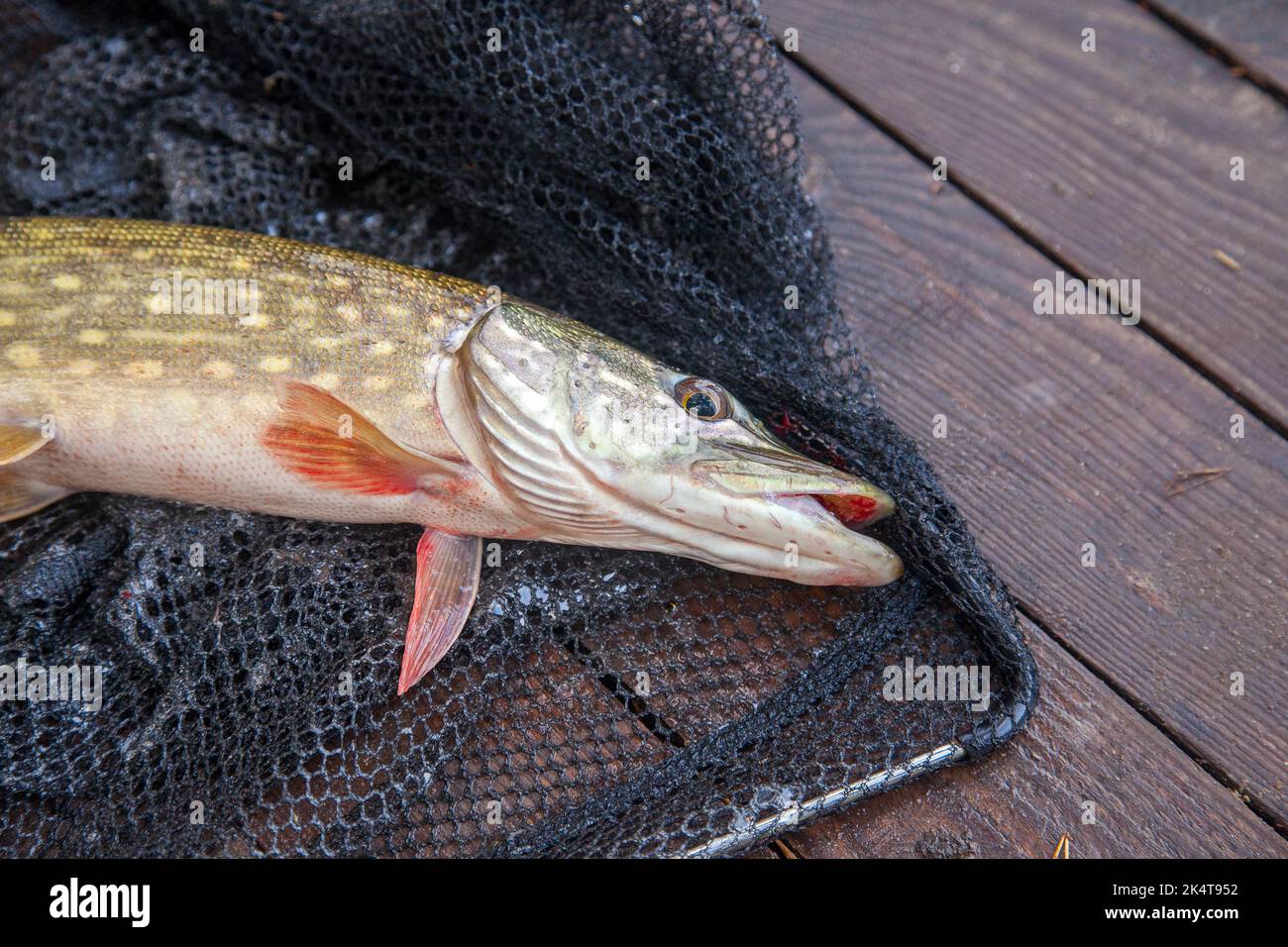 Freshwater Northern pike fish know as Esox Lucius on landing net ...