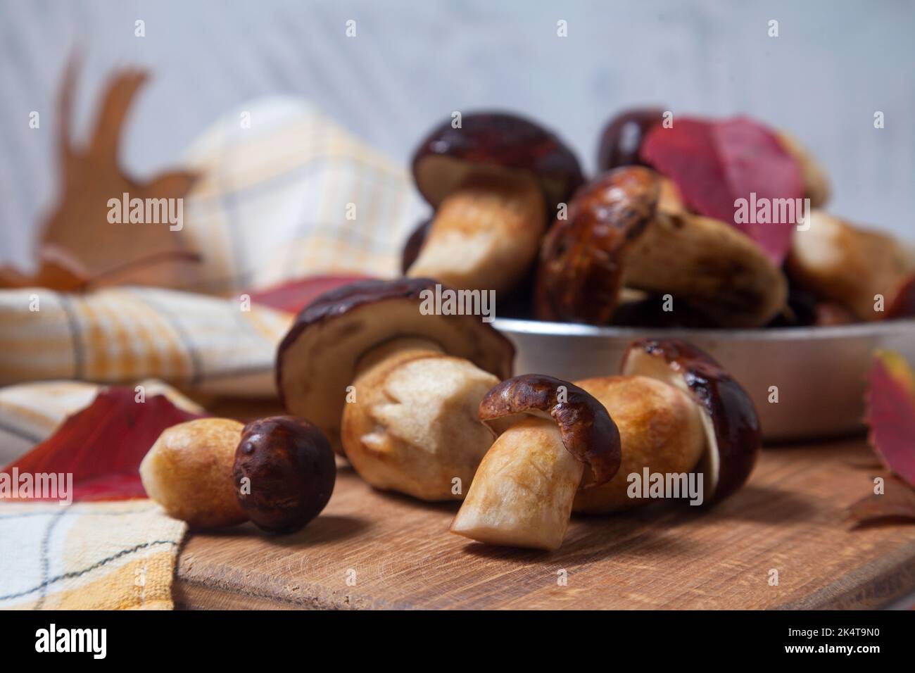 Autumn composition of several Imleria Badia or Boletus badius mushrooms ...